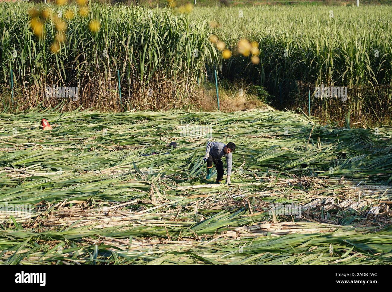 Ankang, China's Shaanxi Province. 3rd Dec, 2019. A farmer works in the ...