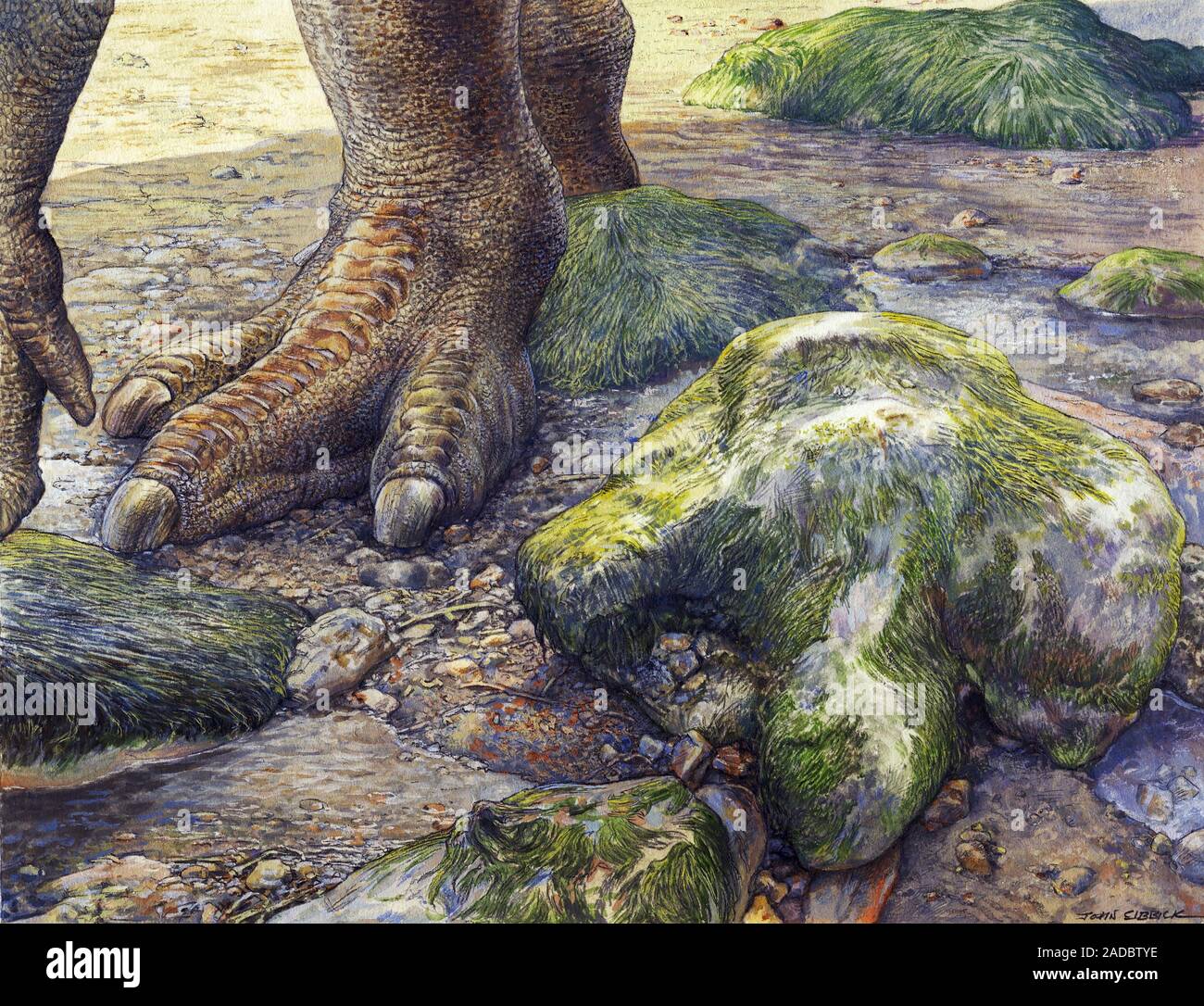 Iguanodon dinosaur footprints, illustration. These herbivorous ...