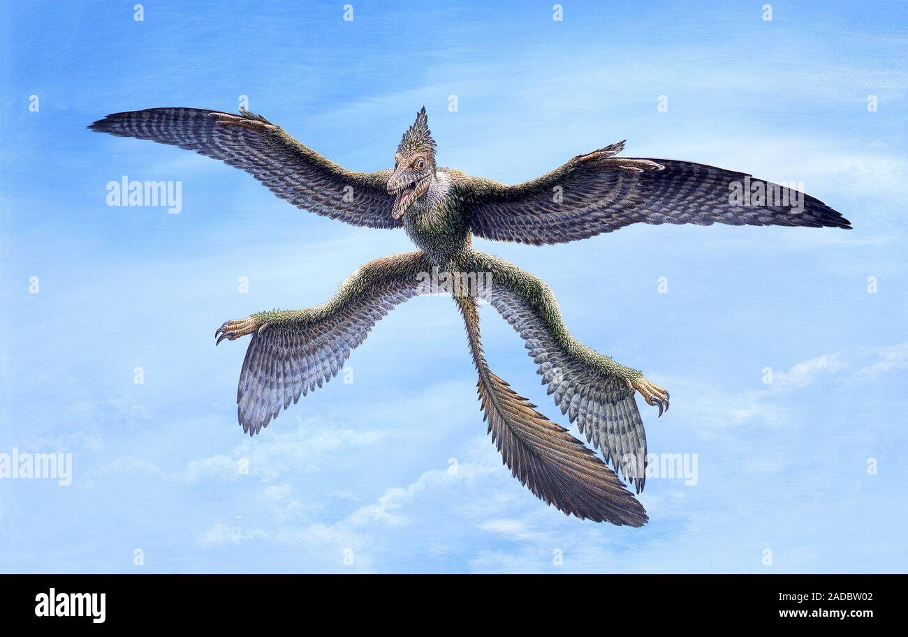 Microraptor gui feathered gliding dinosaur, illustration. This gliding ...