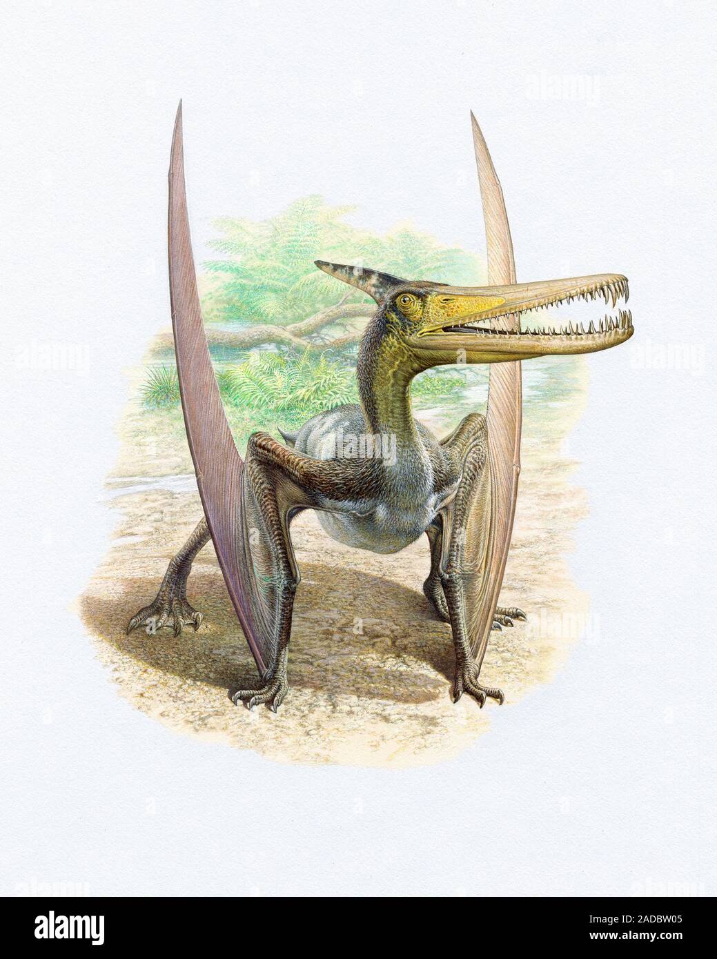 Ludodactylus sibbicki pterosaur, illustration. This flying reptile ...