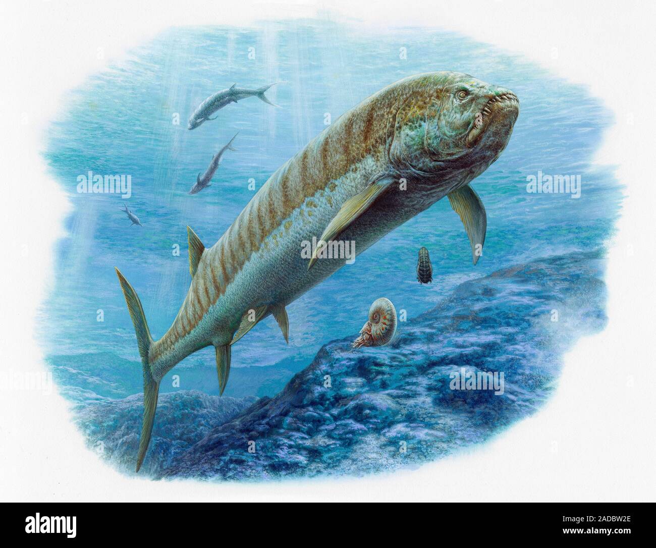 Largest Fish That Ever Lived