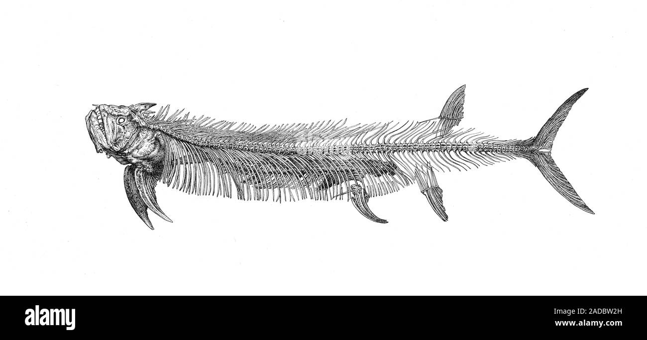 Xiphactinus fish fossil, illustration. This large bony fish lived ...