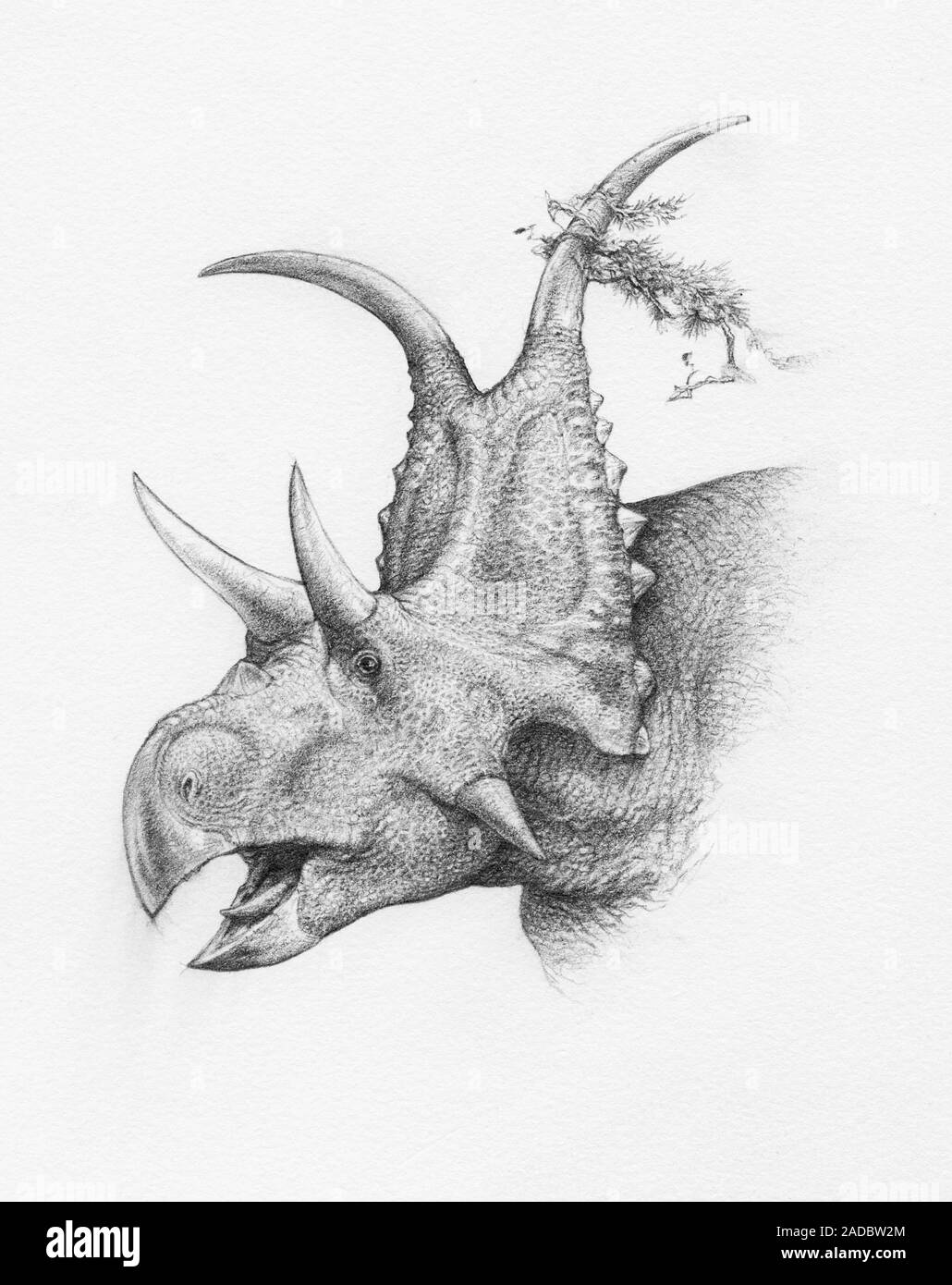 Diabloceratops eatoni dinosaur, illustration. Like the better known ...