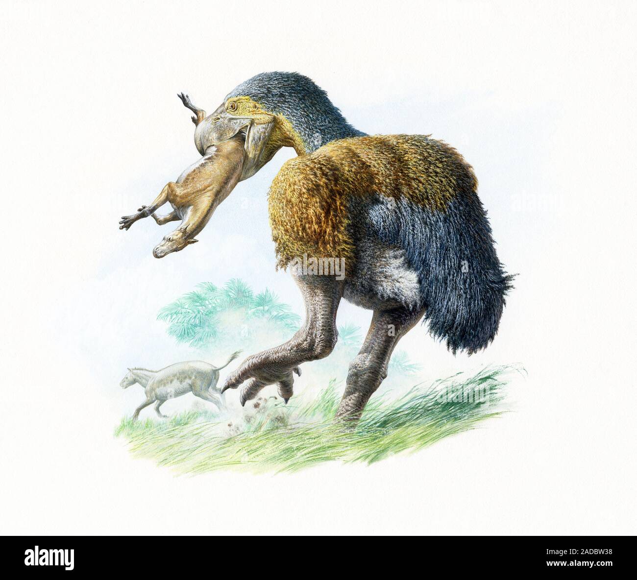 Gastornis flightless bird preying on Eohippus, illustration. Gastornis ...