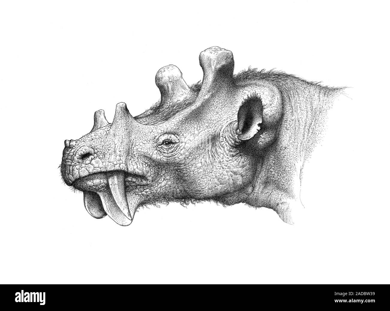 Uintatherium robustum mammal, illustration. This mammal lived during ...