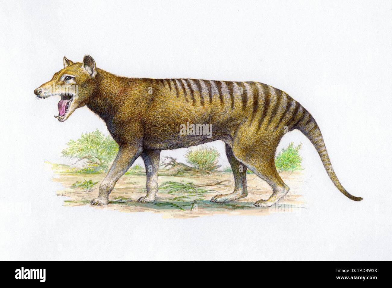 Thylacine (Thylacinus cynocephalus), illustration. Also called the ...
