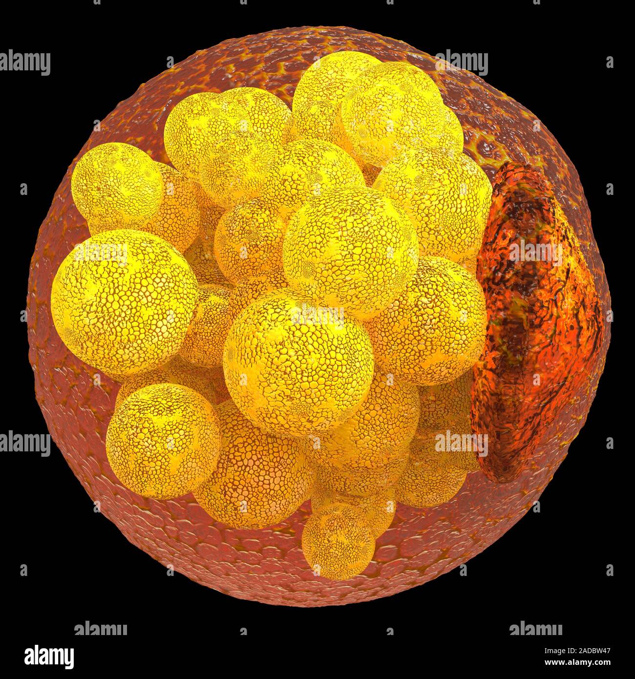 Fat cell. Computer artwork of a human fat cell's (adipocyte) lipid ...