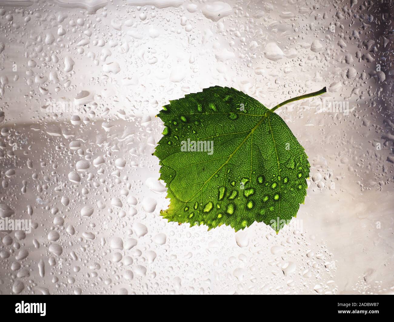 Windows leaf wallpaper hi-res stock photography and images - Alamy