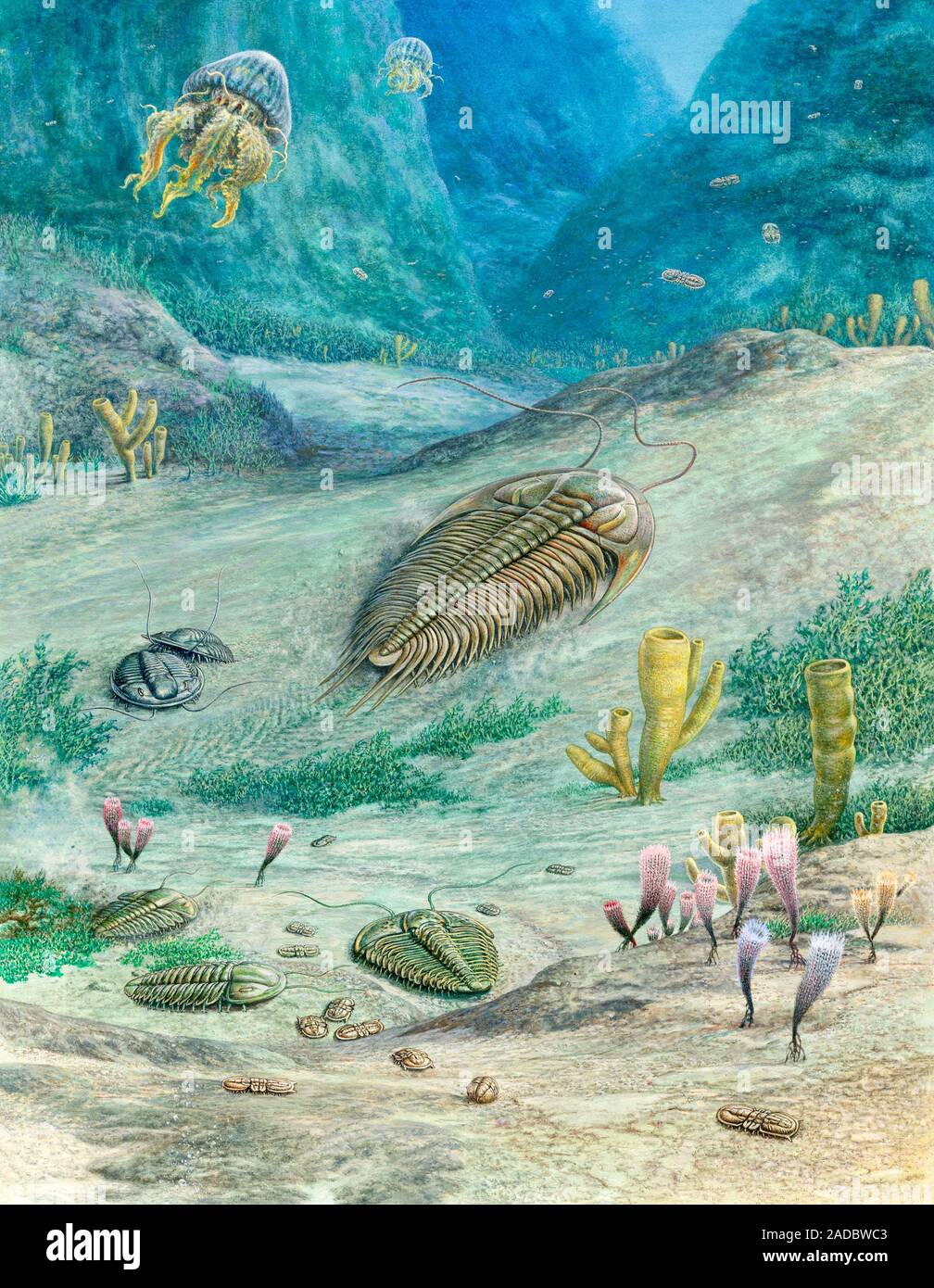 Cambrian marine organisms, illustration. The larger animals at centre ...