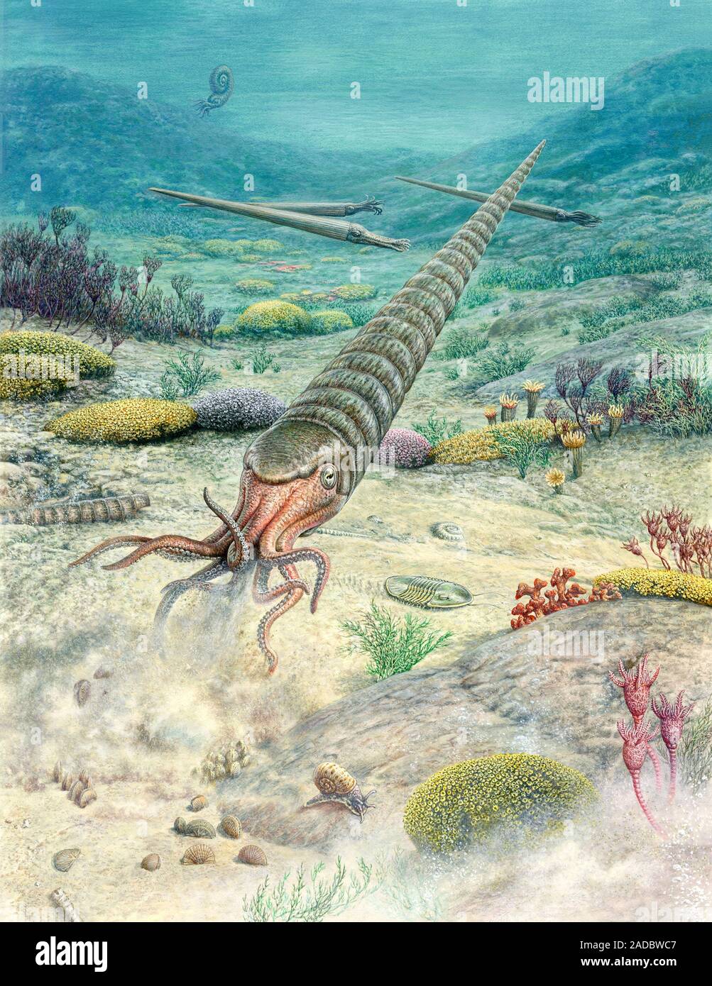 Ordovician marine organisms, illustration. The animals at centre are a ...