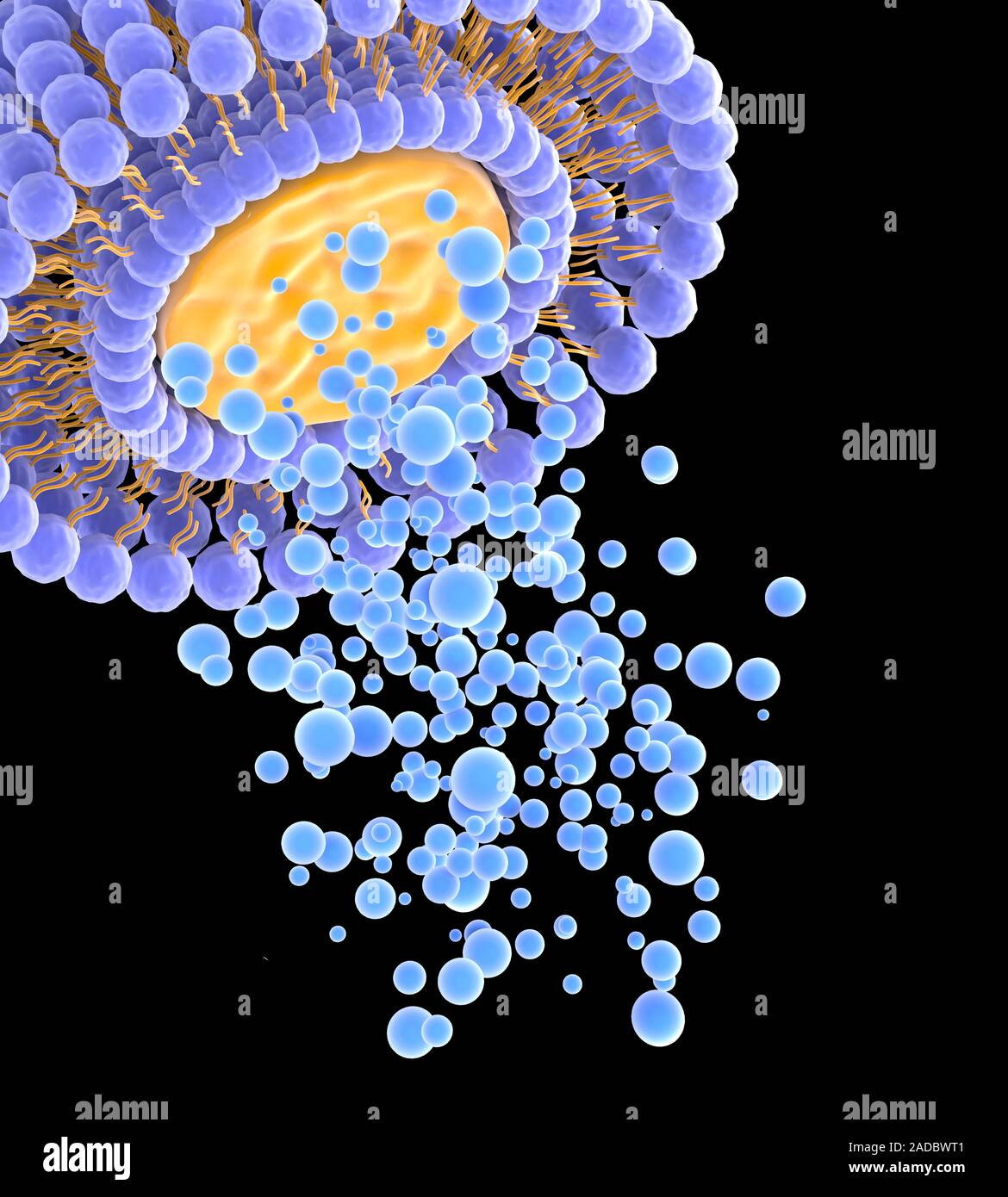 Drug delivering liposome, computer artwork. This artificially ...