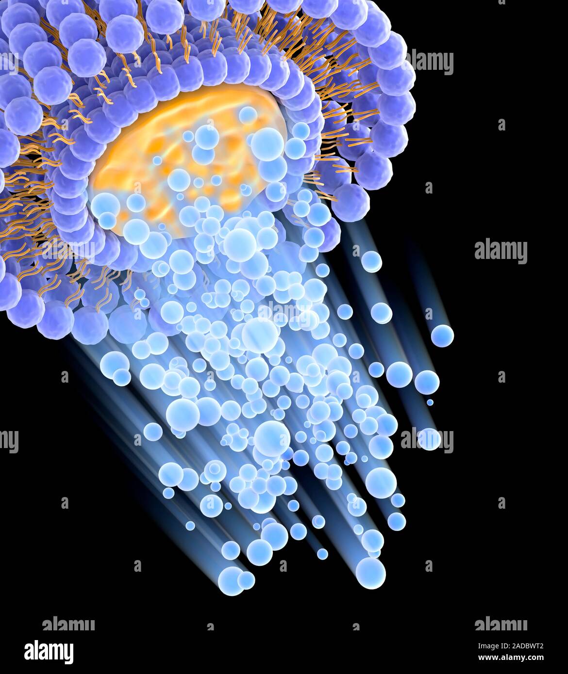 Drug delivering liposome, computer artwork. This artificially ...