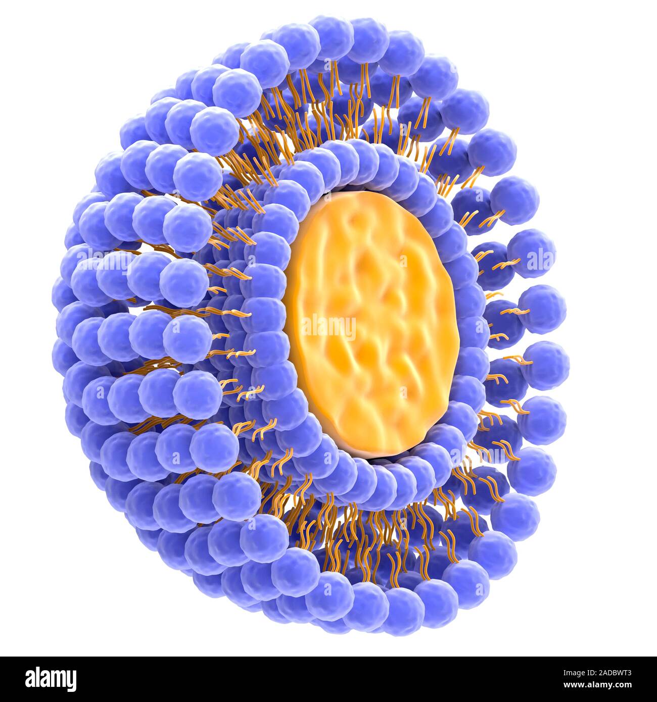 Liposome, computer artwork. This artificially-constructed, spherical ...