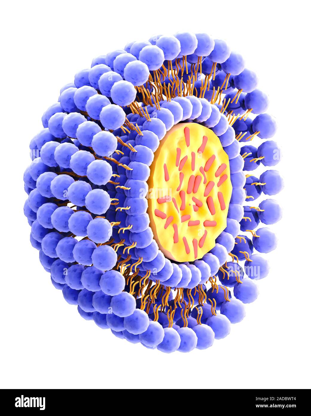 Liposome, computer artwork. This artificially-constructed, spherical ...