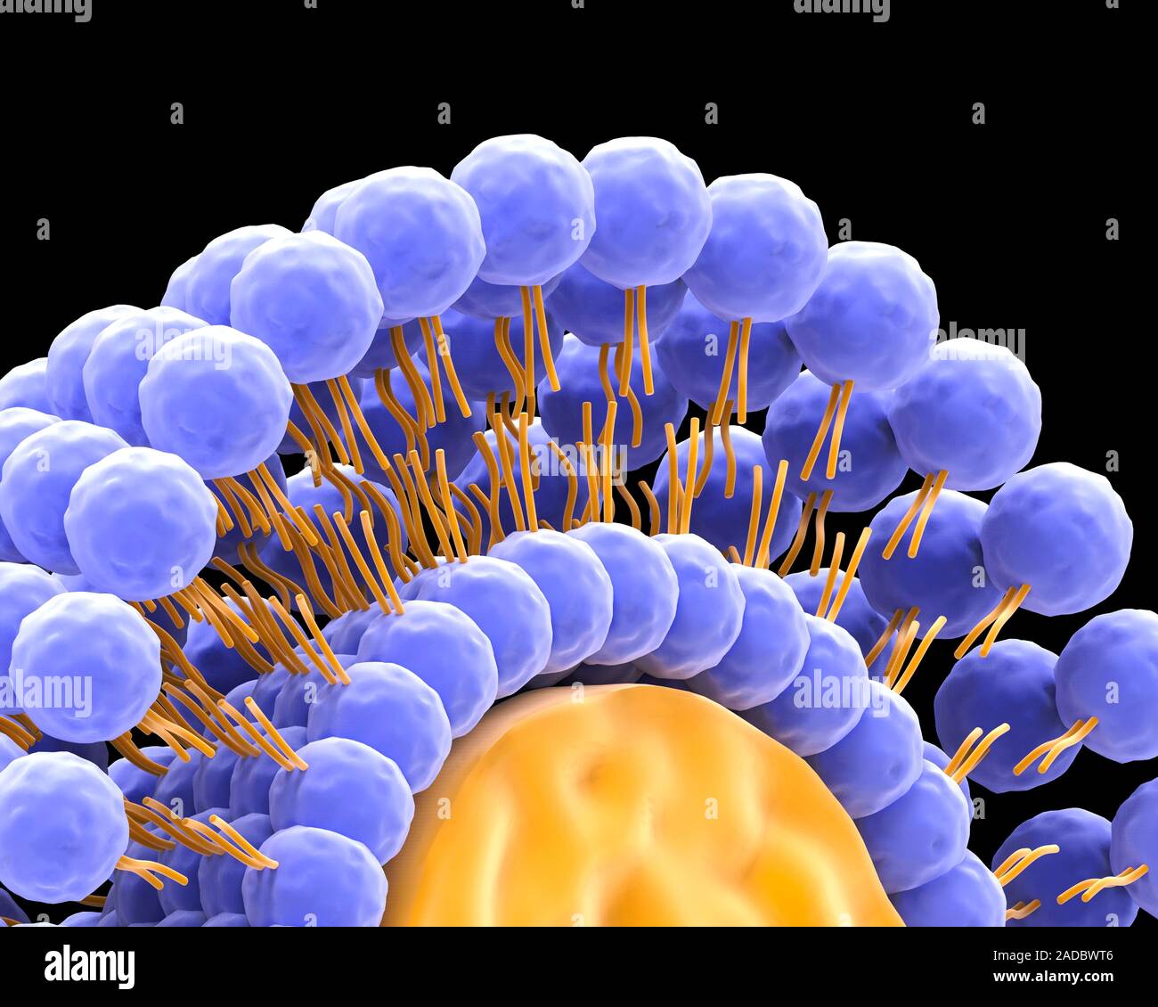 Liposome, close-up, computer artwork. This artificially-constructed ...