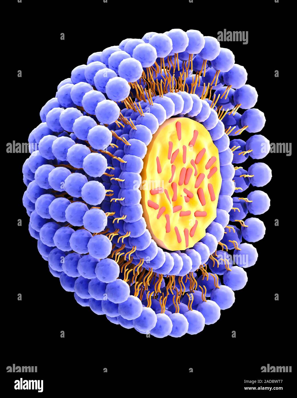 Liposome, computer artwork. This artificially-constructed, spherical ...