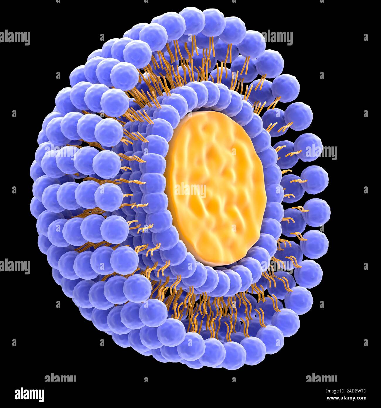 Liposome, computer artwork. This artificially-constructed, spherical ...
