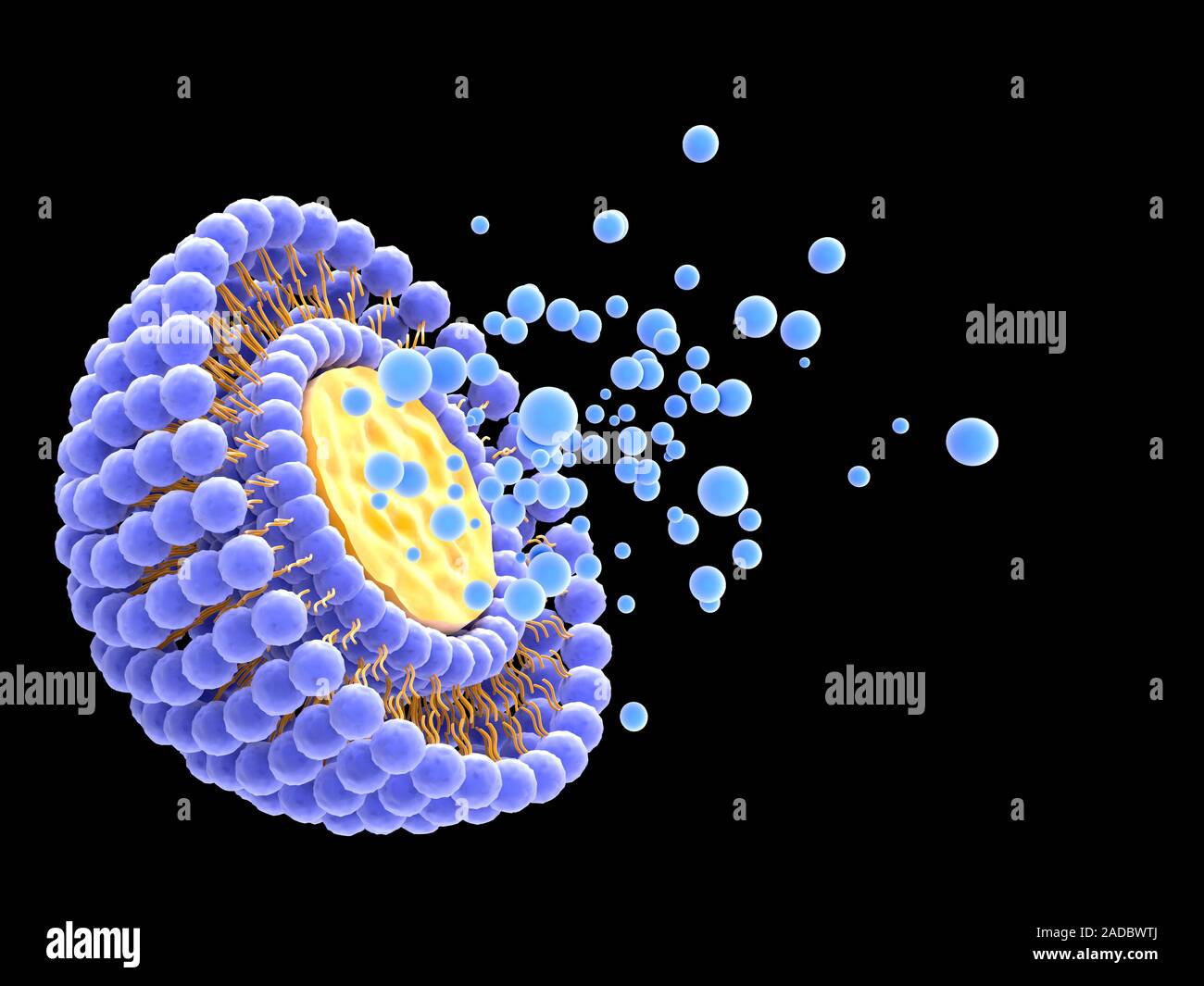 Drug delivering liposome, computer artwork. This artificially ...