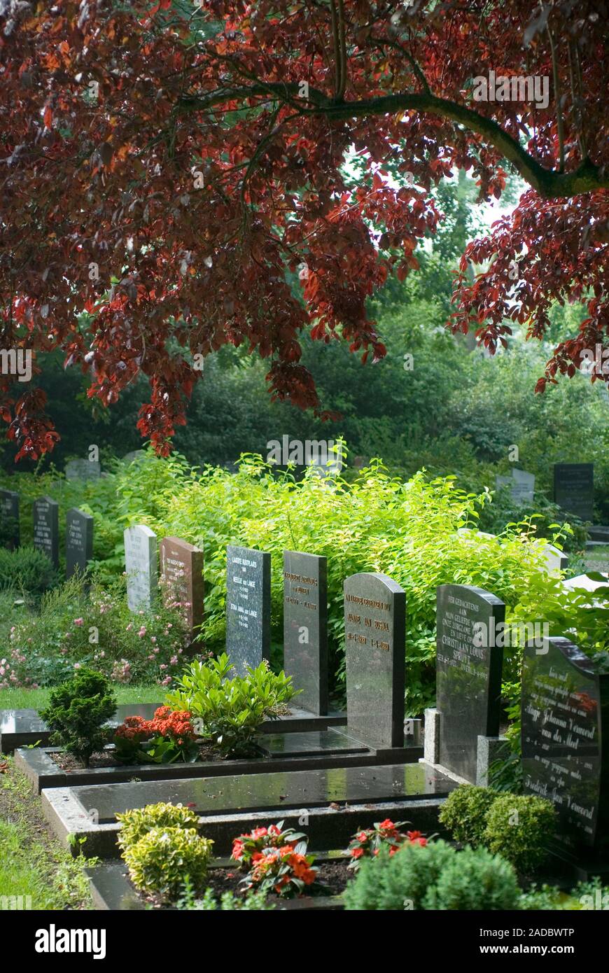 Graveyard with tombstones and commemorative plants. Photographed in ...