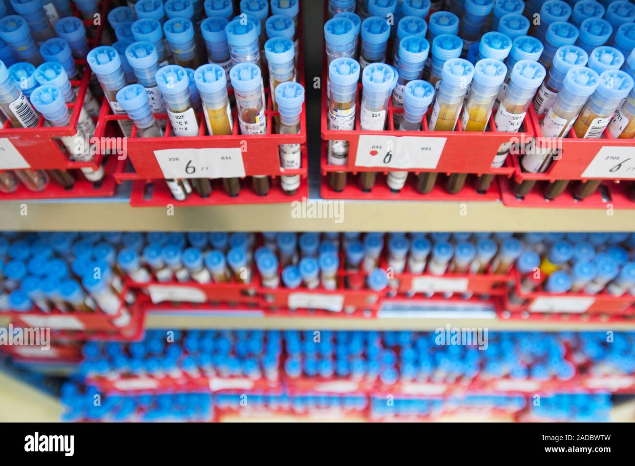 Stored blood samples. Test tubes of blood samples being stored in a ...
