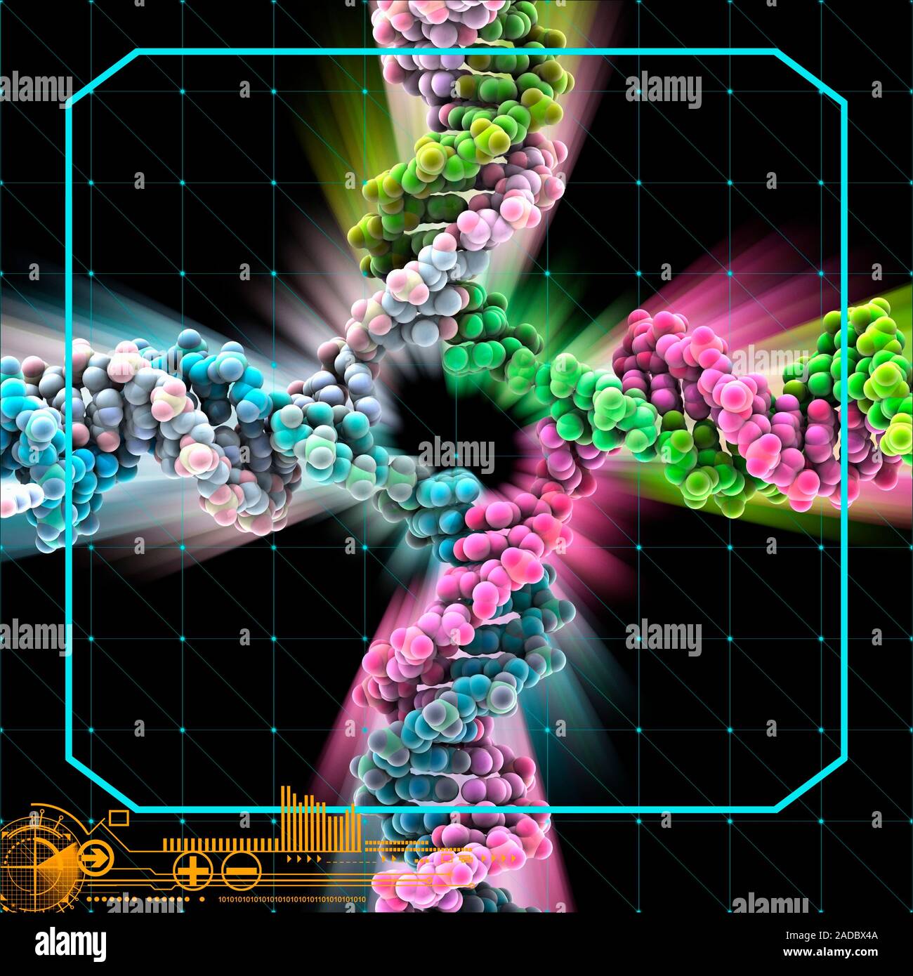 DNA Holliday junction. Molecular model of a Holliday junction (centre ...
