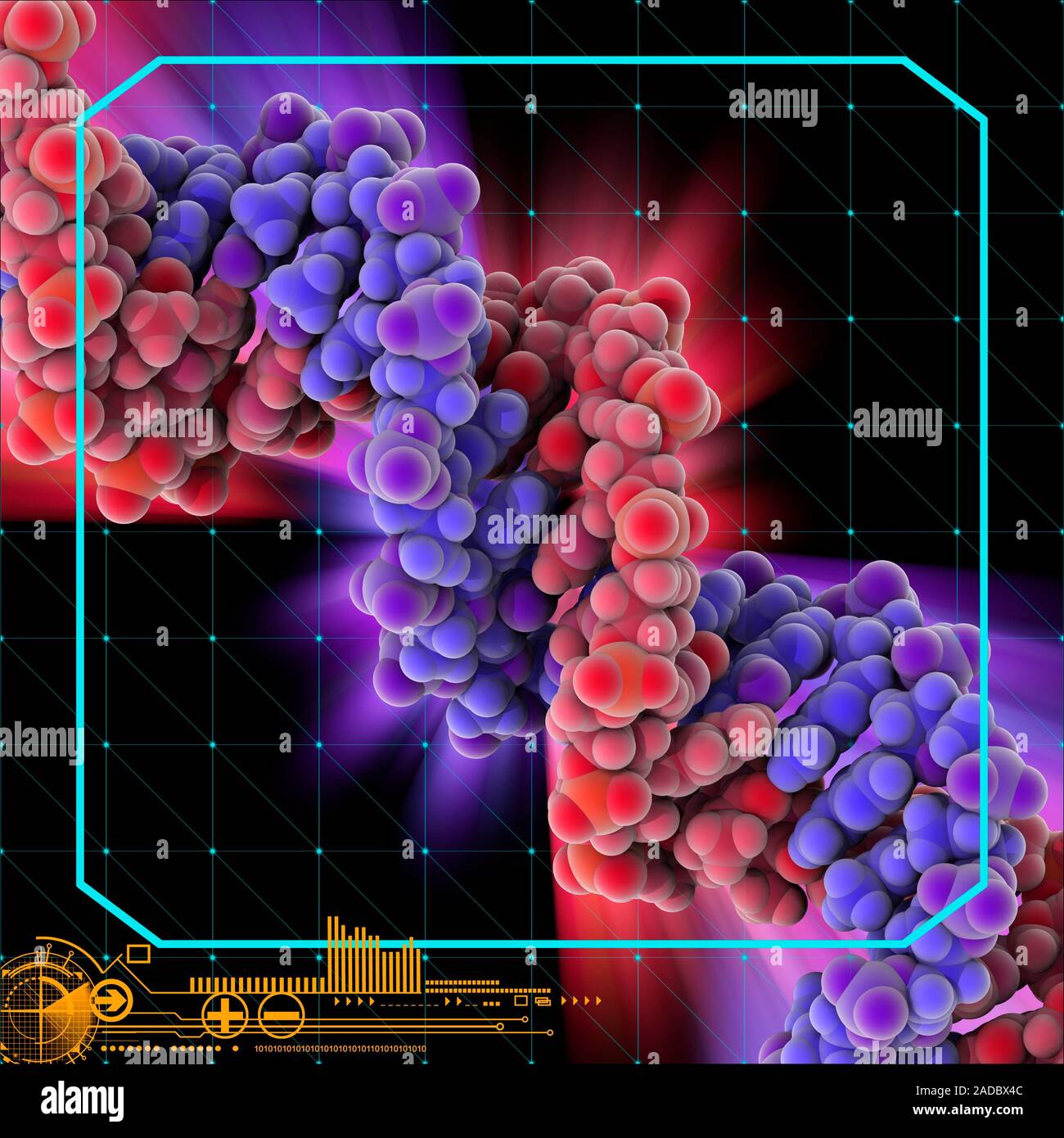 Molecular model of a double stranded yeast DNA (deoxyribonucleic acid ...