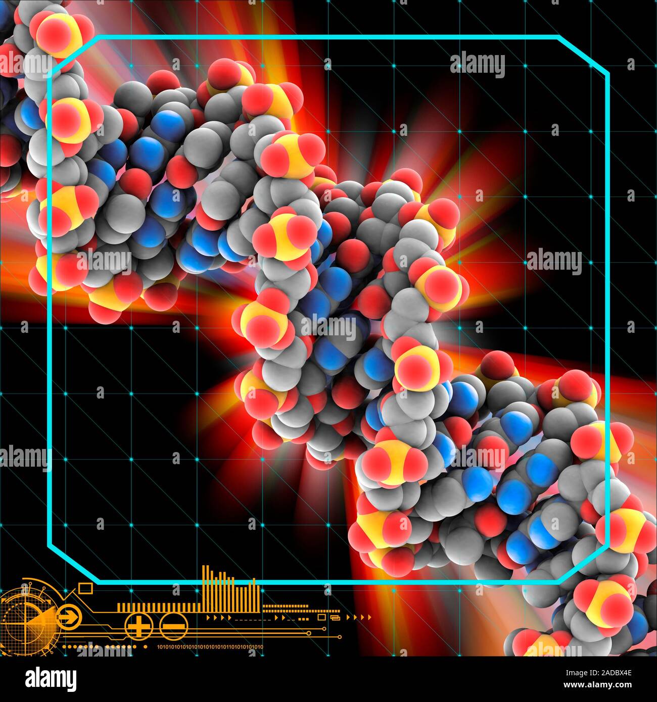 Molecular model of a double stranded yeast DNA (deoxyribonucleic acid ...