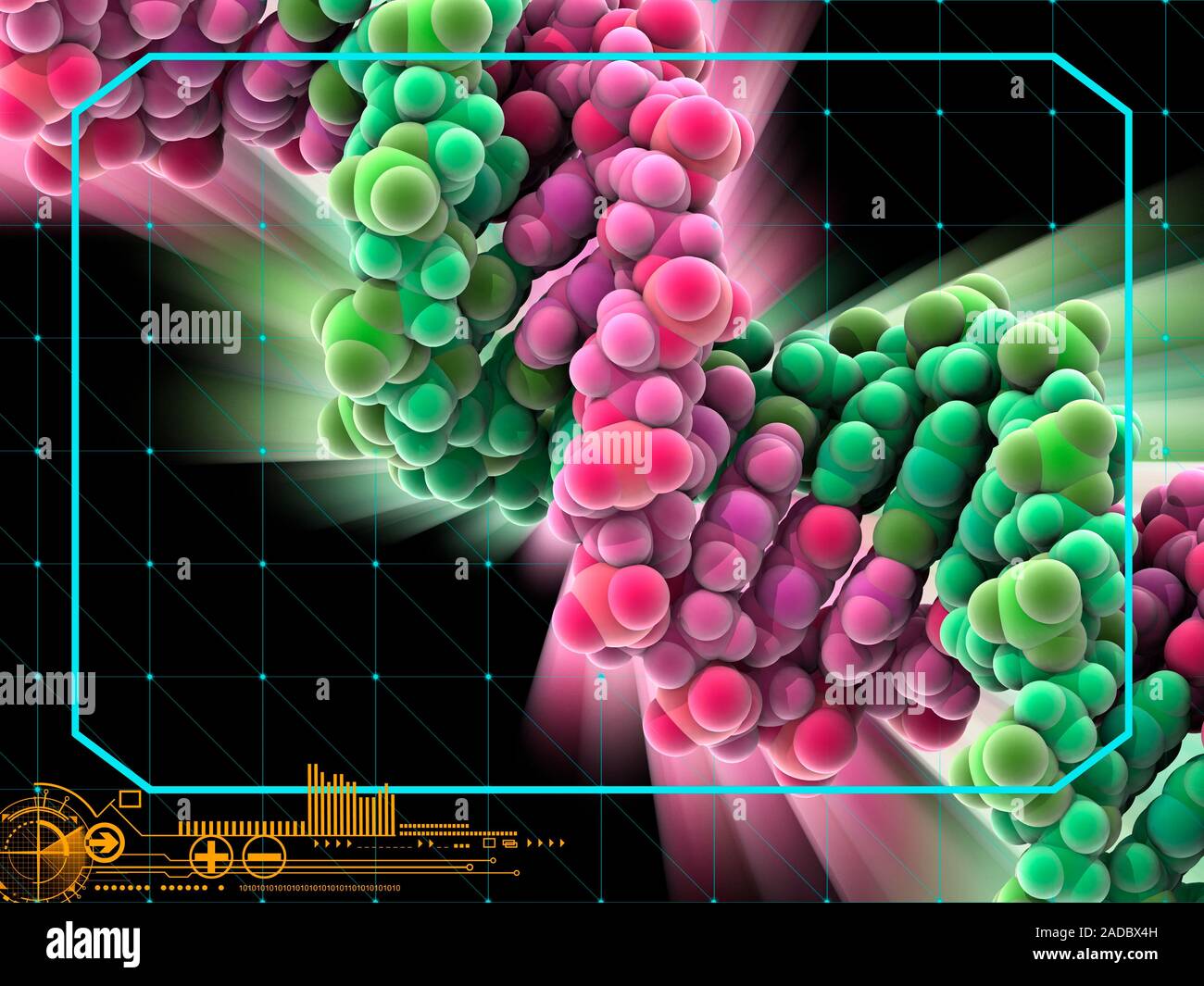 Molecular model of a double stranded DNA (deoxyribonucleic acid ...