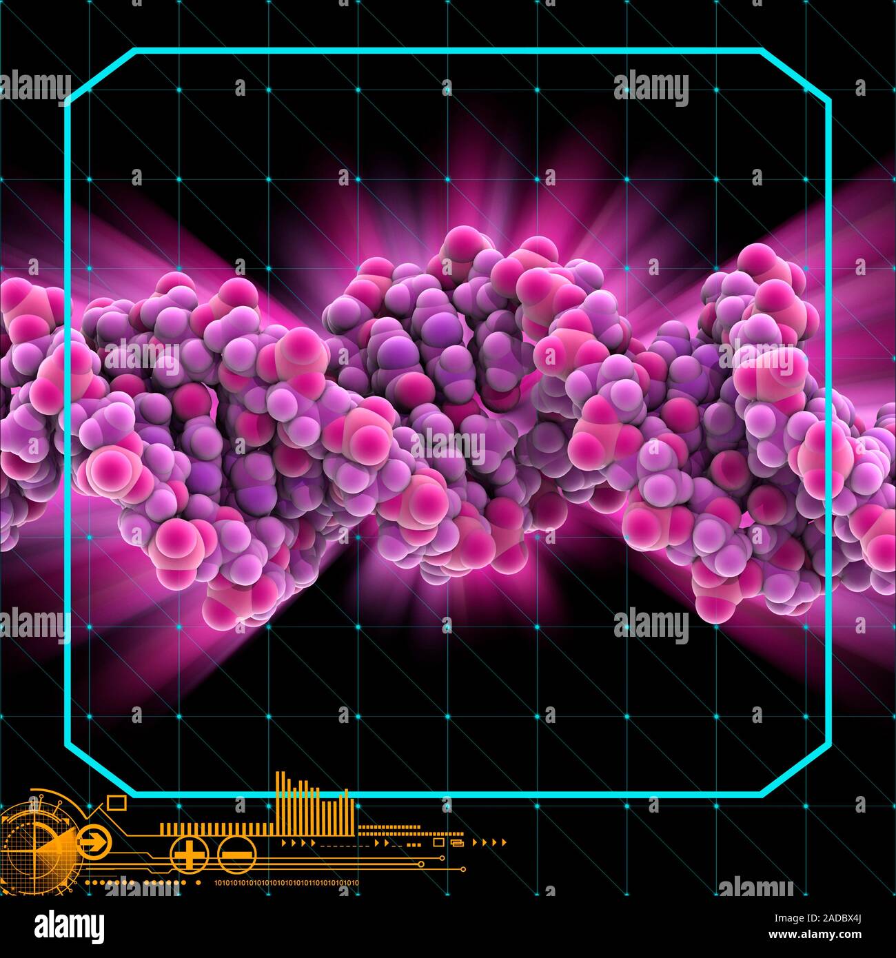 Molecular model of a double stranded DNA (deoxyribonucleic acid ...