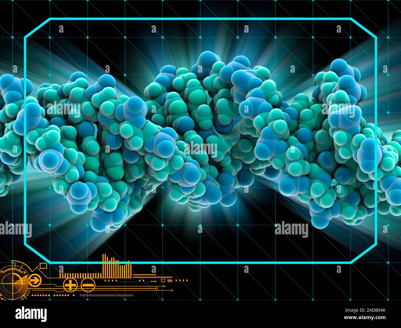 Molecular model of a double stranded DNA (deoxyribonucleic acid ...