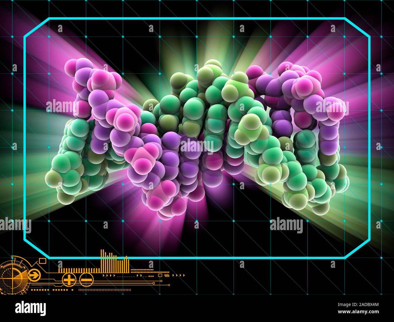 Molecular model of a double stranded DNA (deoxyribonucleic acid ...