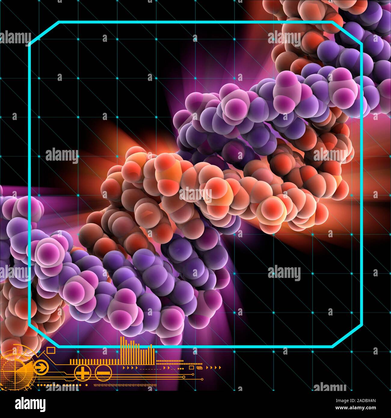 Molecular model of a double stranded DNA (deoxyribonucleic acid ...