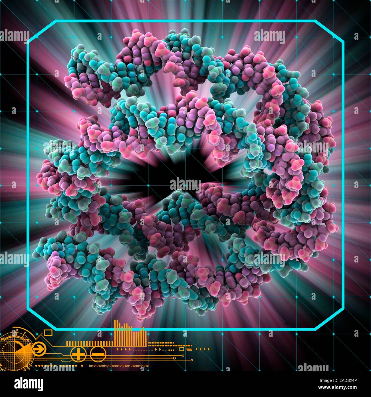 Molecular model of DNA (deoxyribonucleic acid) from a nucleosome. The ...