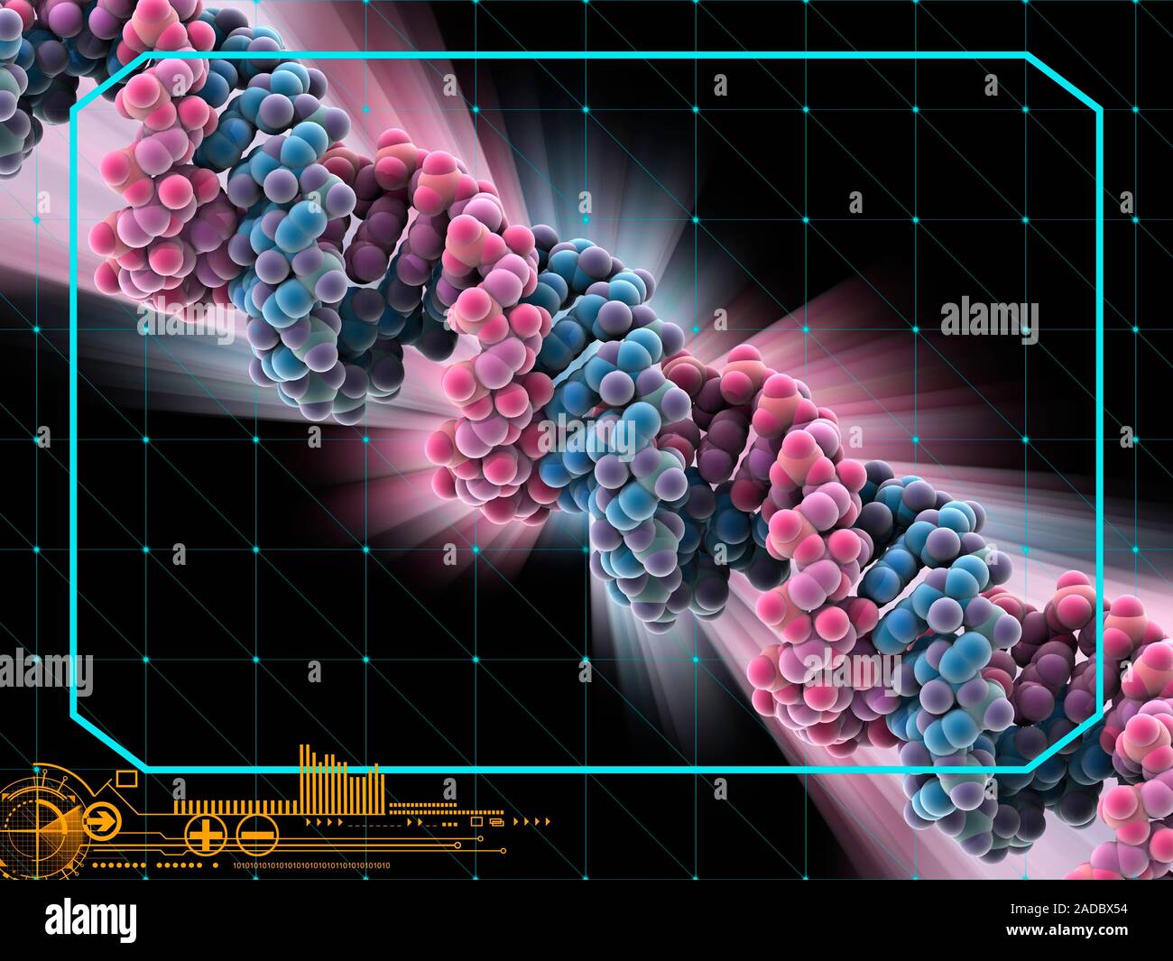 Molecular model of double-stranded RNA (ribonucleic acid) from a toll ...