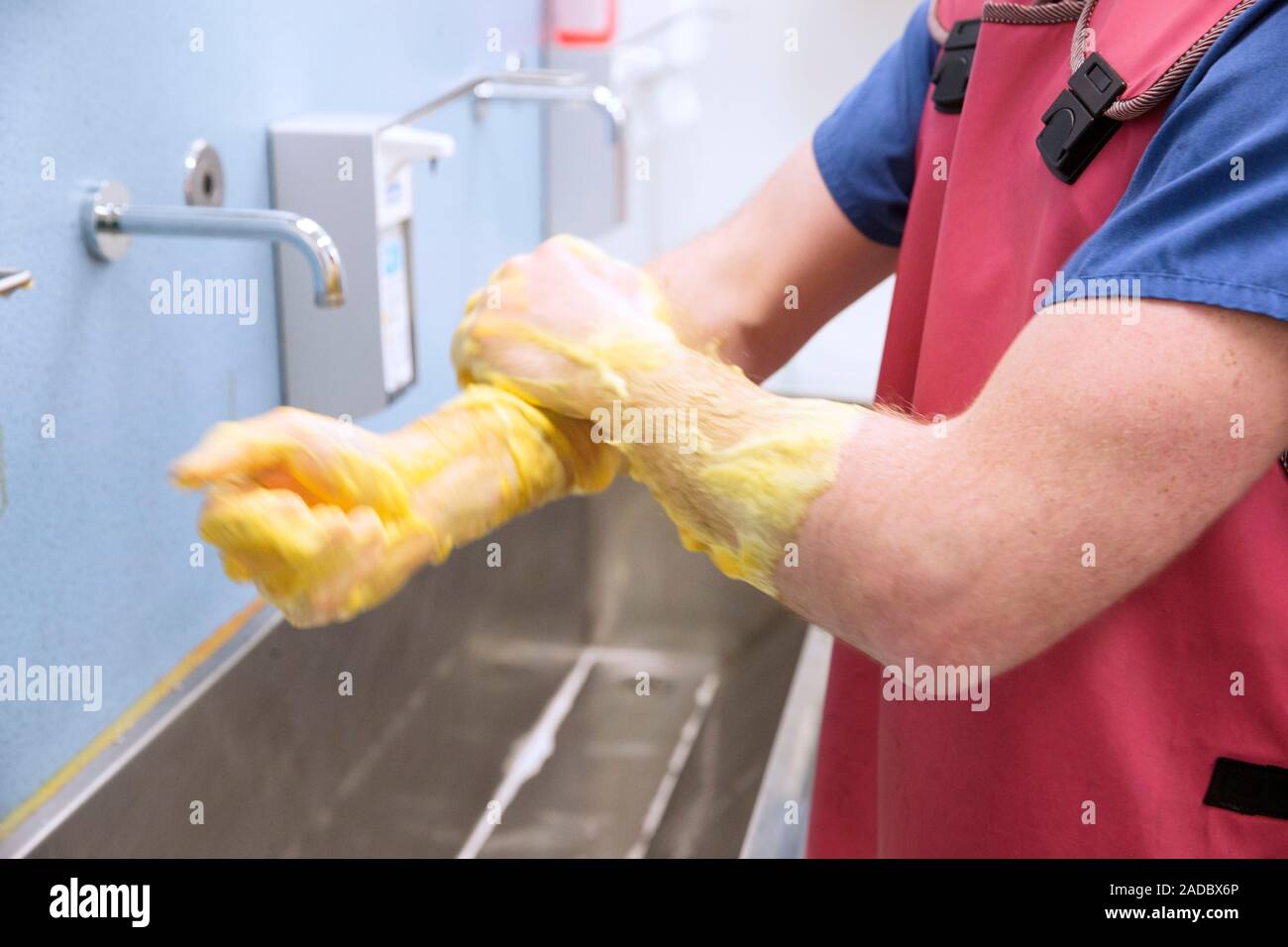 Scrubbing up. Nurse washing their hands and arms, 'scrubbing up', in ...
