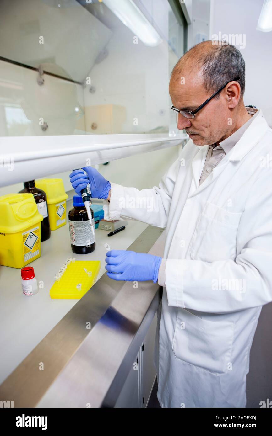 Pipetting protein samples. Researcher using a pipette while handling ...