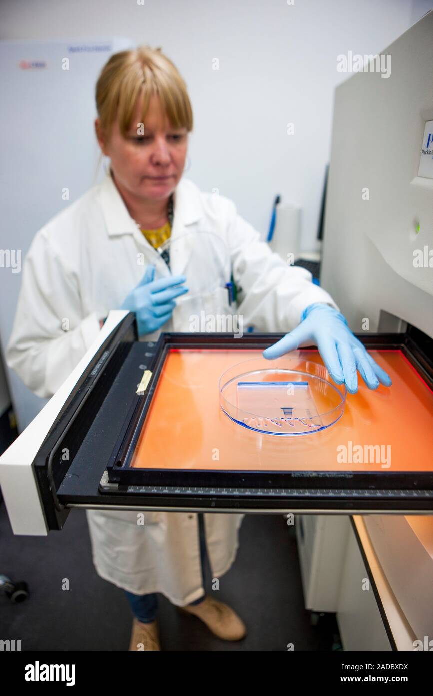 Protein analysis. Researcher handling a gel as part of a protein ...