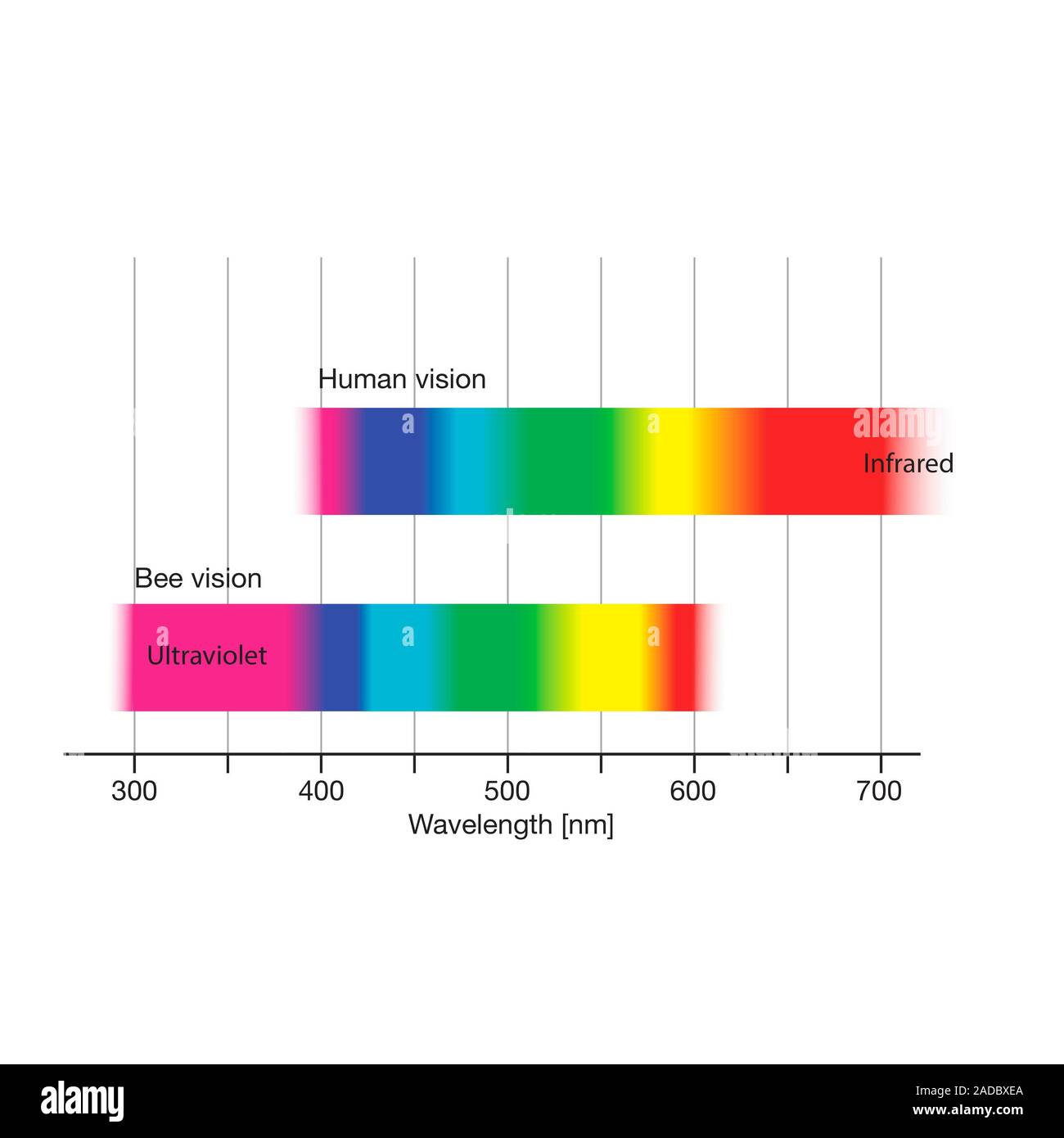 Vision spectra of humans and bees. Illustration of the different light ...