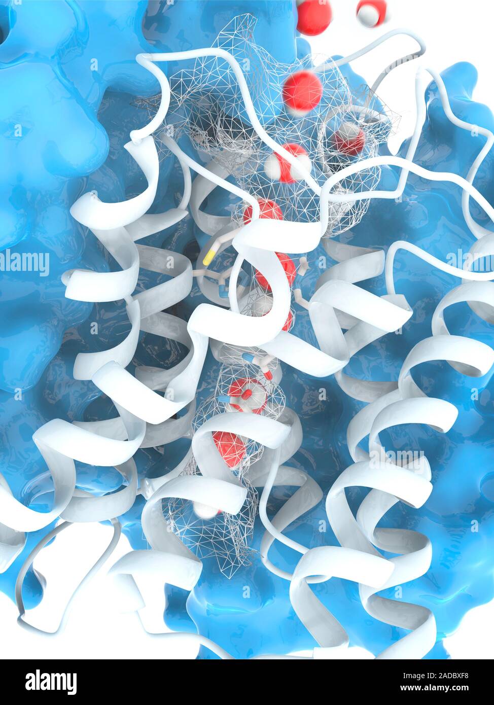 Aquaporin membrane protein, molecular model. Computer illustration ...