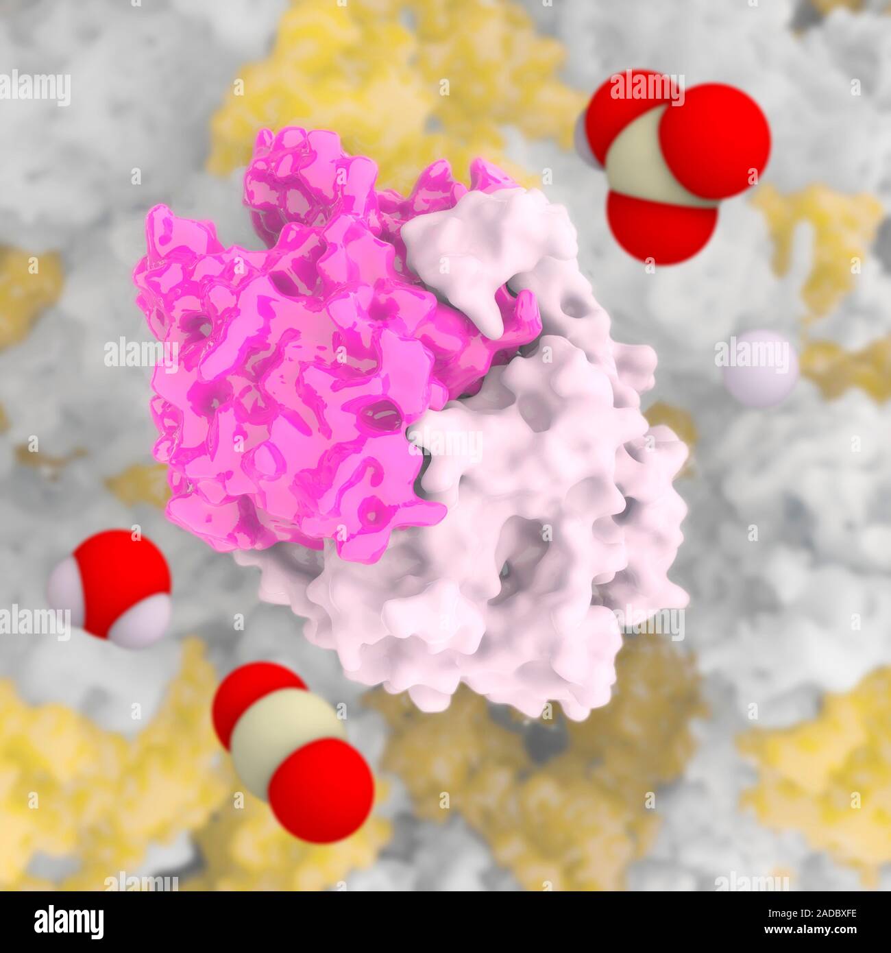 Carbonic anhydrase in carboxysome, molecular model. Computer ...