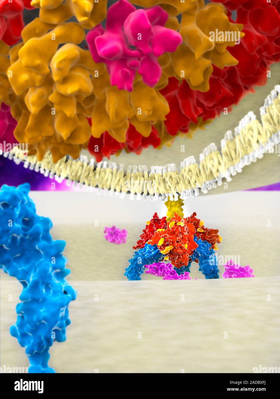 HIV virus recognition by T cell. Molecular model showing the binding of ...
