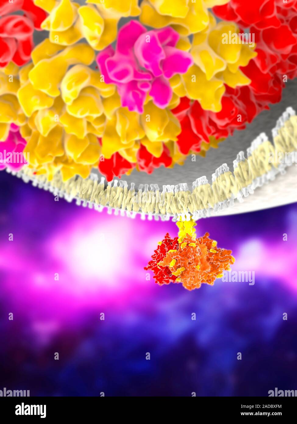 HIV virus T cell recognition apparatus. Molecular model of a section ...