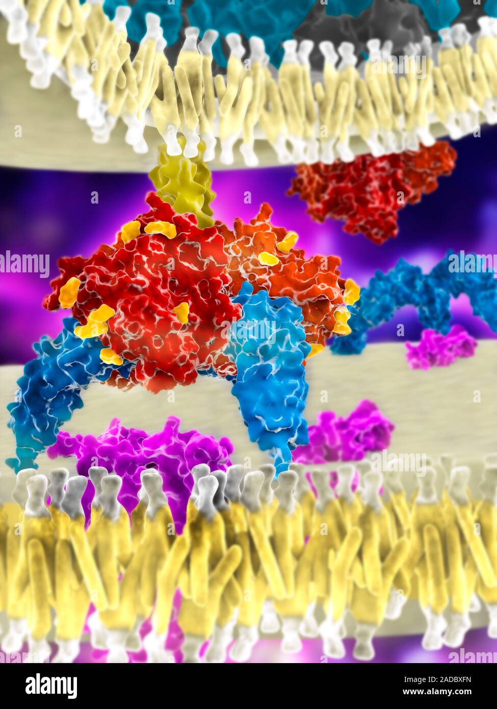 HIV virus recognition by T cell. Molecular model showing the binding of ...