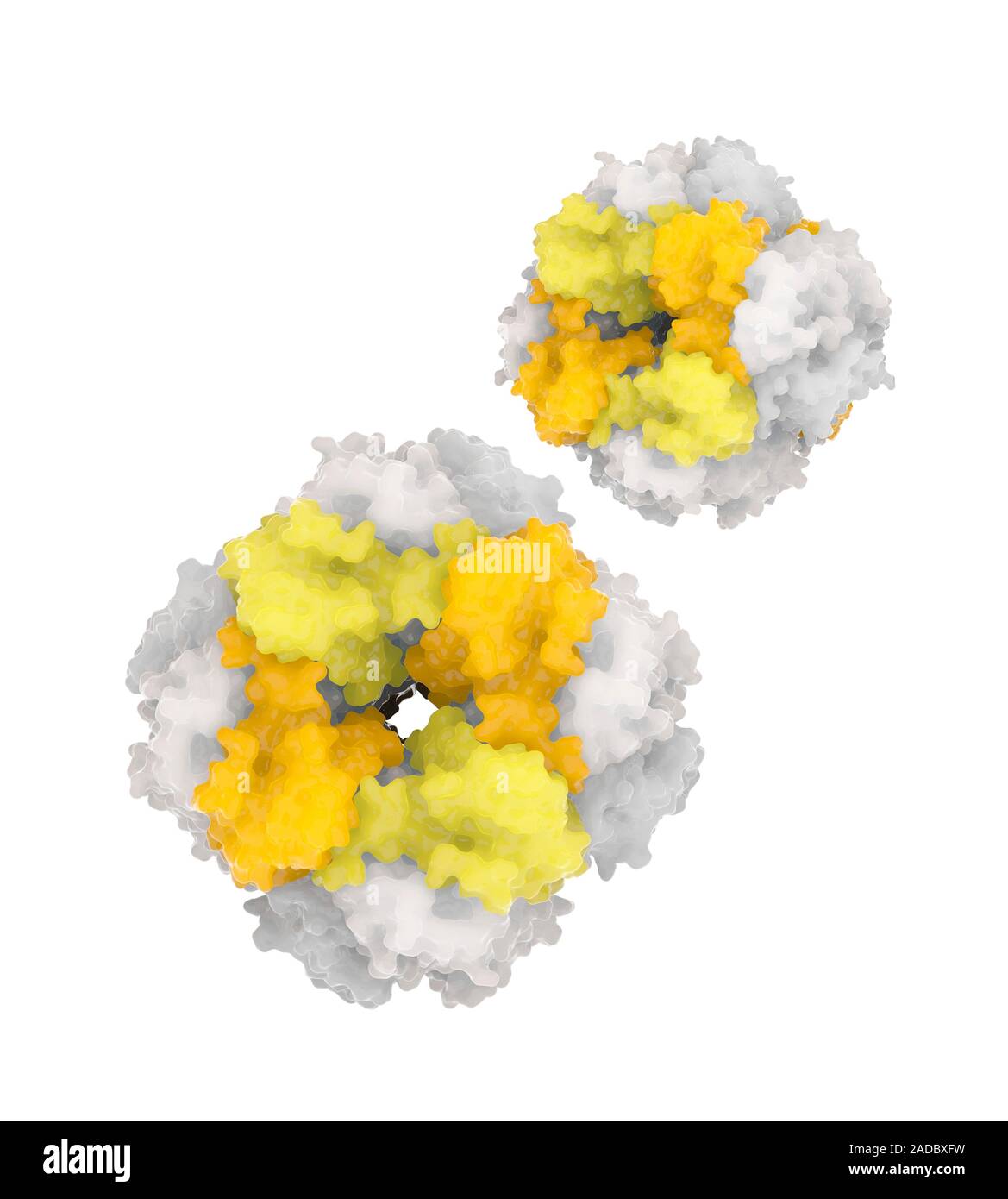 RuBisCO carbon fixation enzyme molecules, illustration. Computer model ...