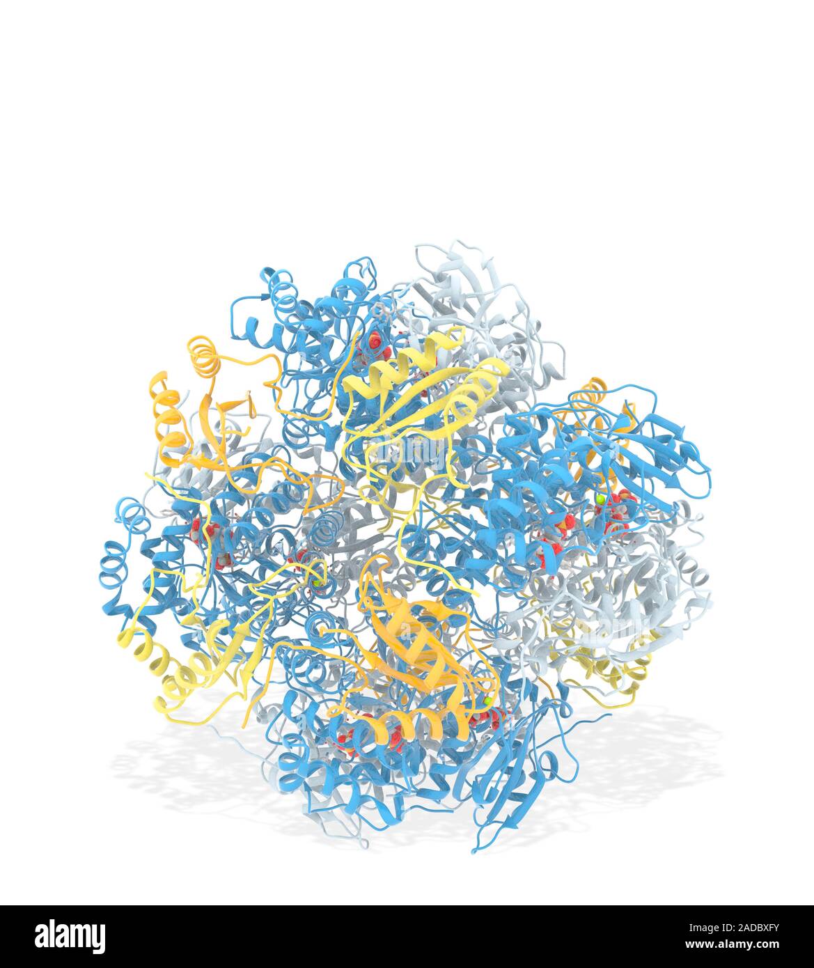 RuBisCO carbon fixation enzyme molecule, illustration. Computer model ...