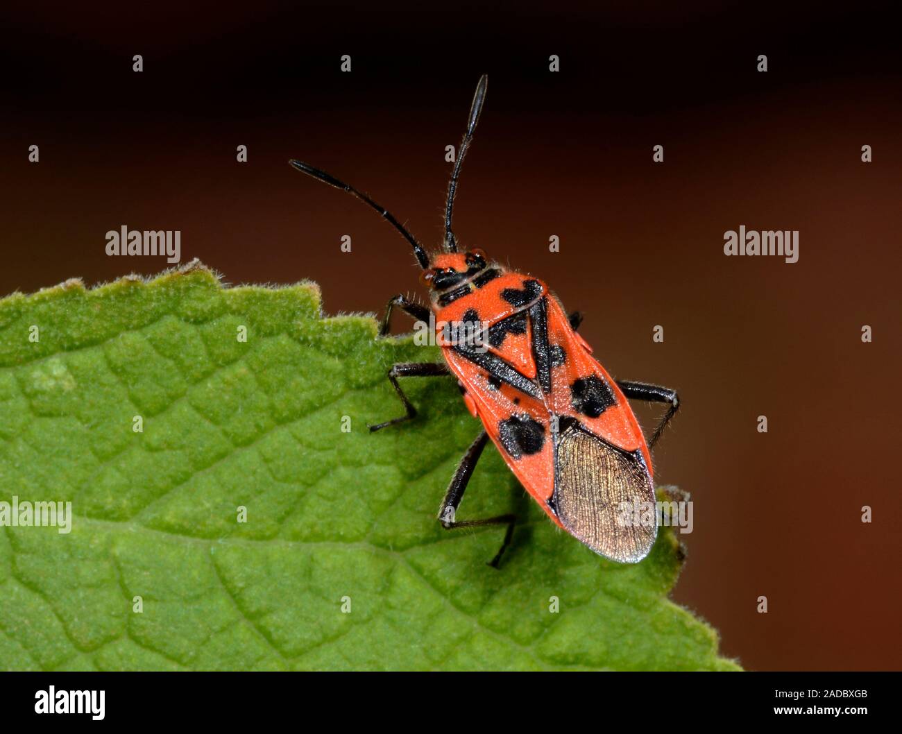 Close-up of a black and red cinnamon bug (Corizus hyoscyami) resting on a leaf in a Norfolk ...