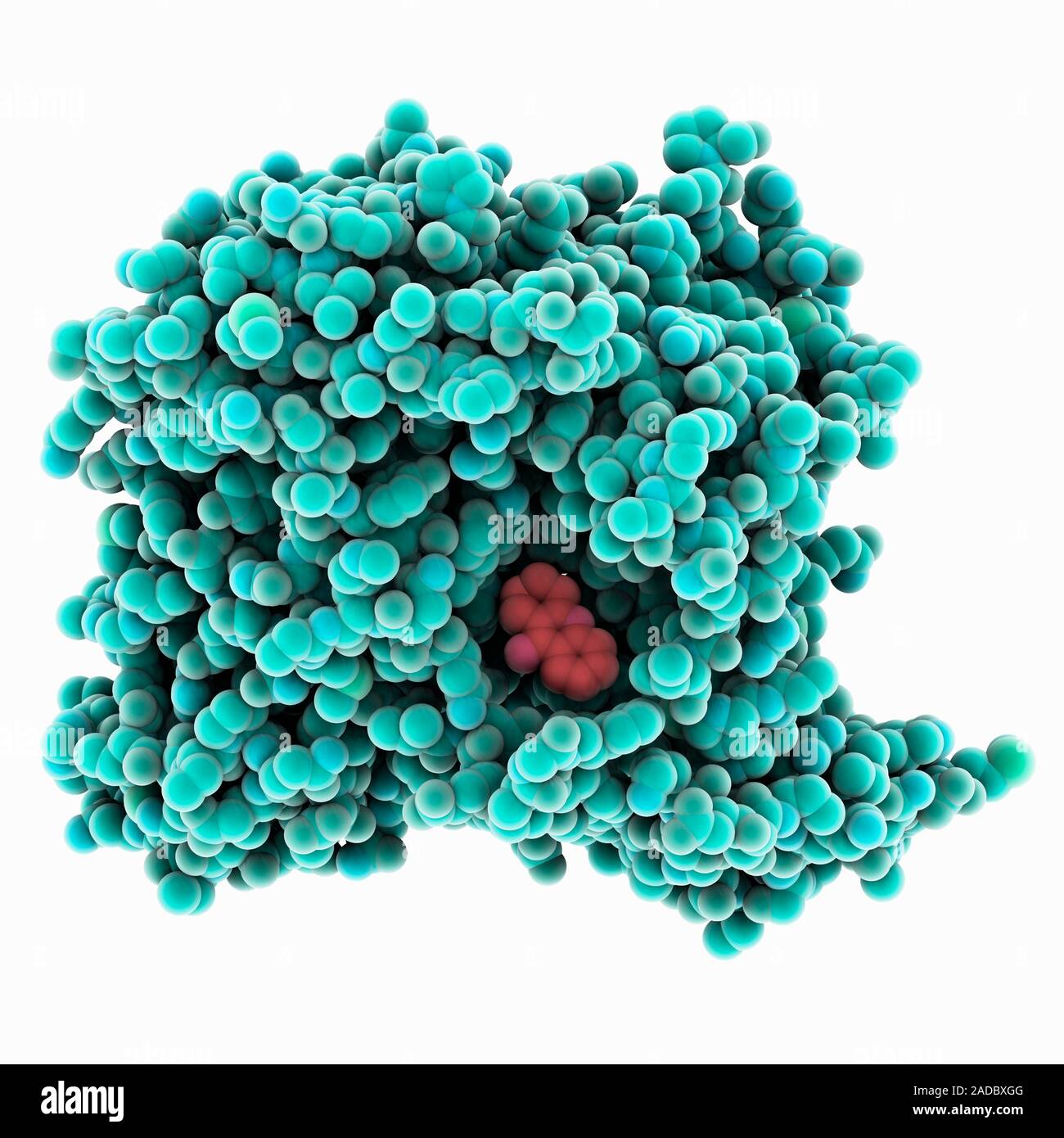 Acetylcholinesterase molecule. Computer model showing the structure of ...