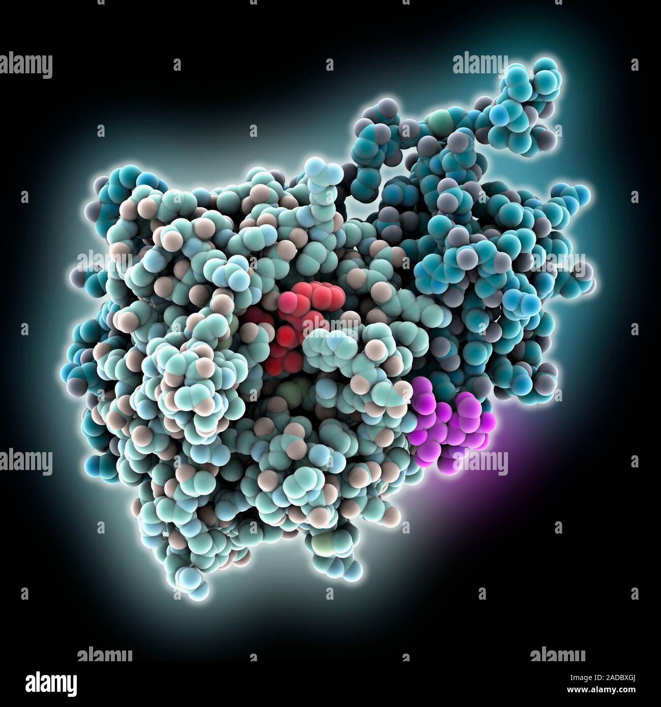 Meizothrombin complex. Computer model showing bovine meizothrombin ...
