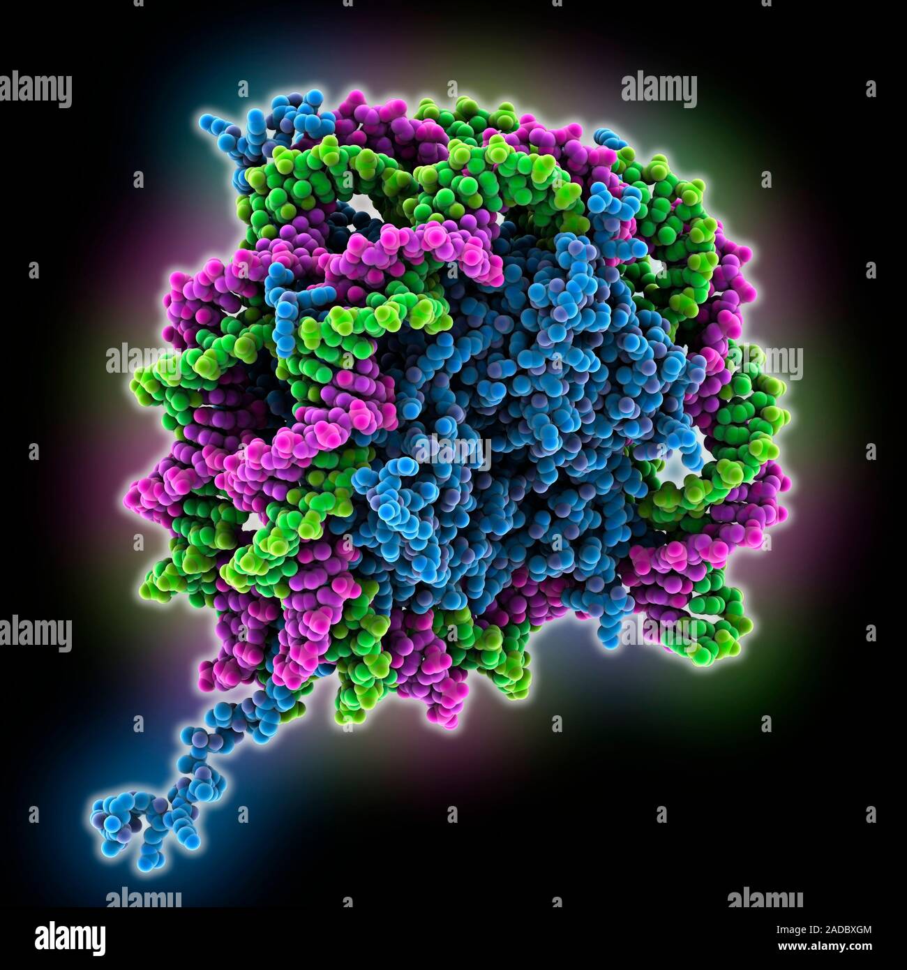 Nucleosome core particle complex. Computer model showing a chromatin ...