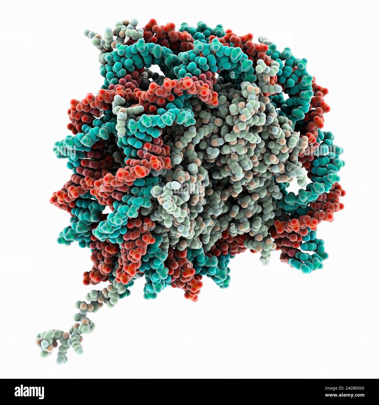 Nucleosome Core Particle Complex Computer Model Showing A Chromatin
